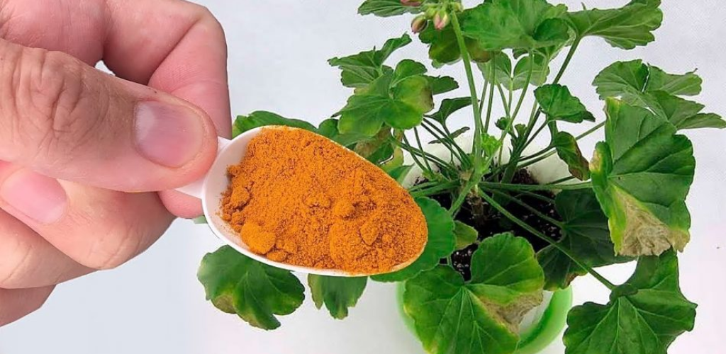 Sprinkle a tablespoon of cinnamon on your plants – it’s enough to solve ...